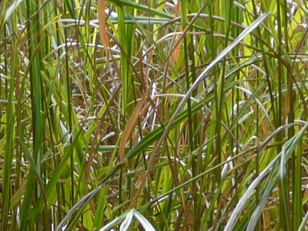 tall grass texture 0049 - Texturelib